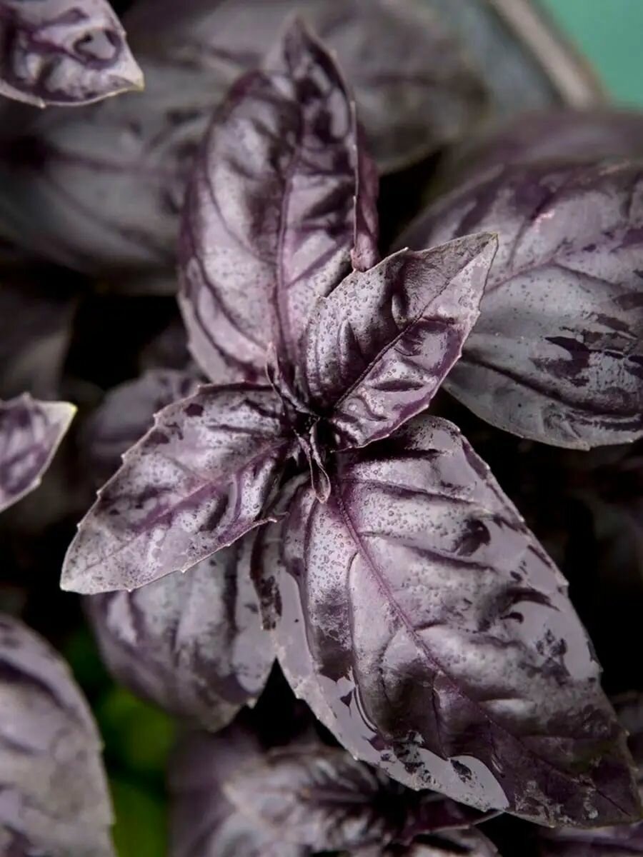 Коллекционные семена Базилик Бархатисто черный