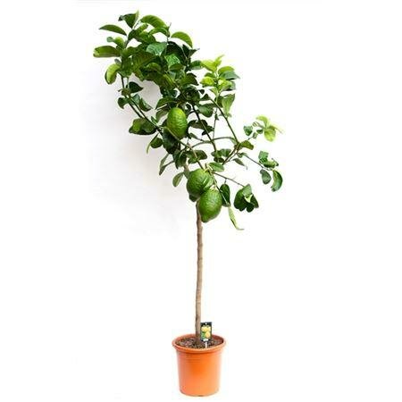 Цитрус бергамот - Citrus Bergamot On Stem D28 H150