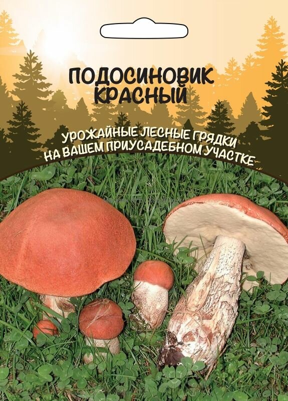 Грибы Подосиновик Красный (Урал. Дачник)