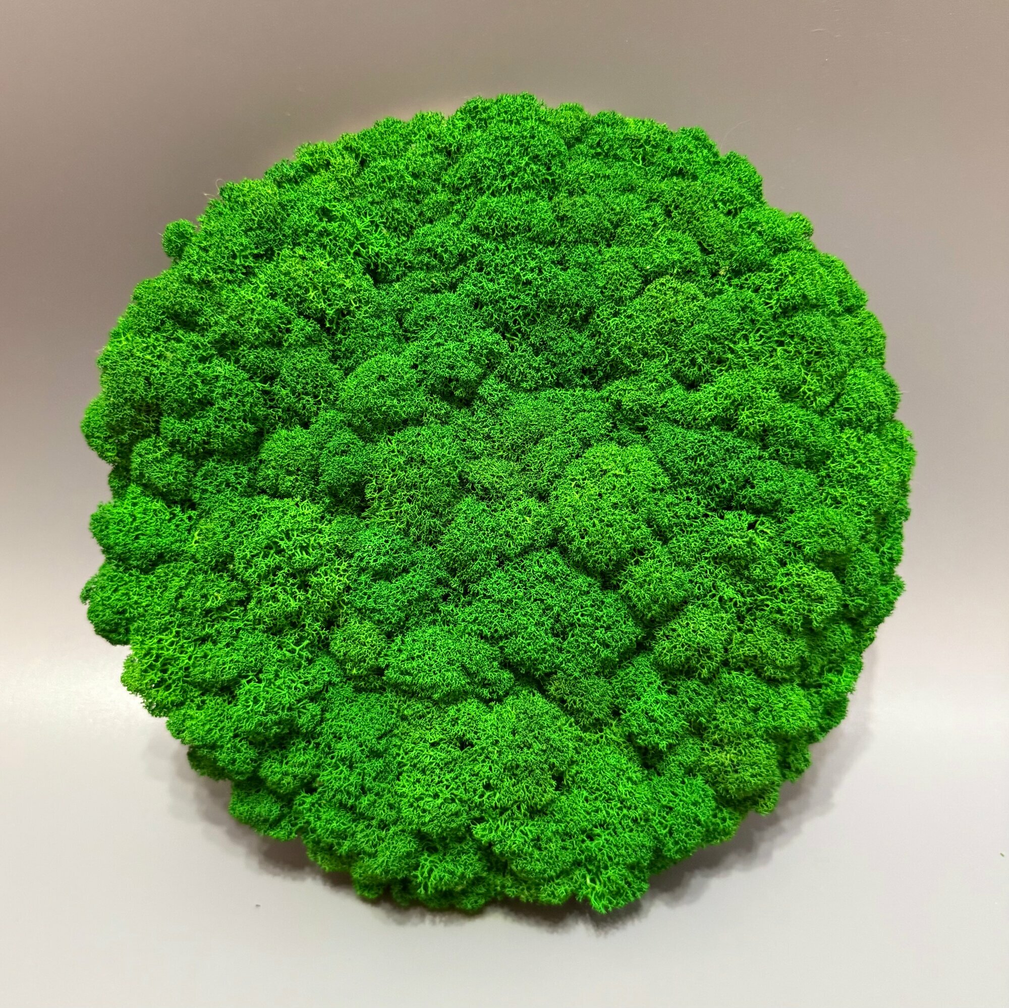 Панно "Зеленое яблоко" 20 см, натуральный стабилизированный премиум ягель, идеальный декор для гостиной, спальни, офиса