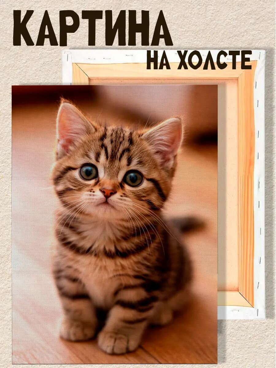 Картина на стену Милые котики, на подрамнике, 1шт, 38х25 размер.