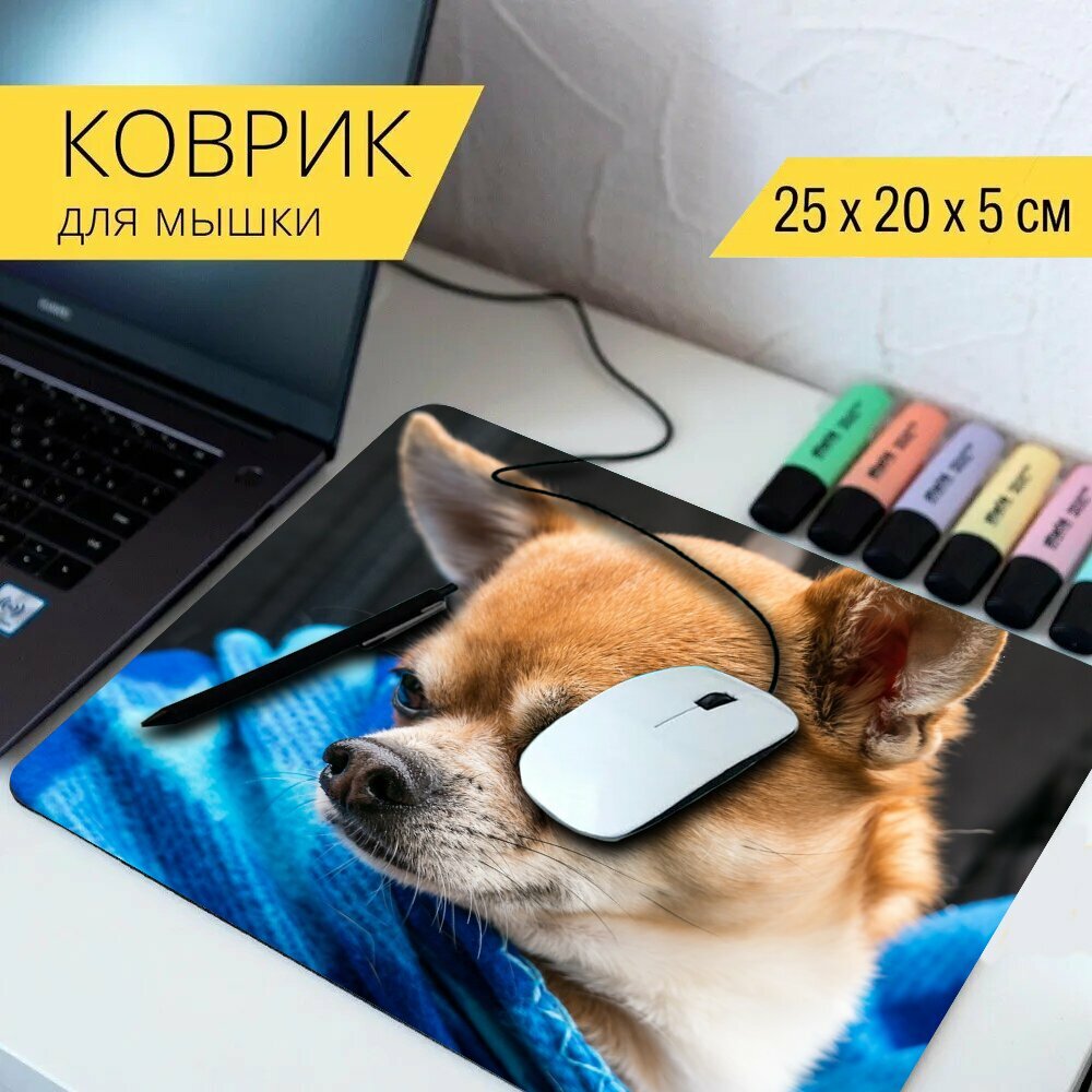 Коврик для мыши с принтом "Чиуауа, собака, чивава" 25x20см.