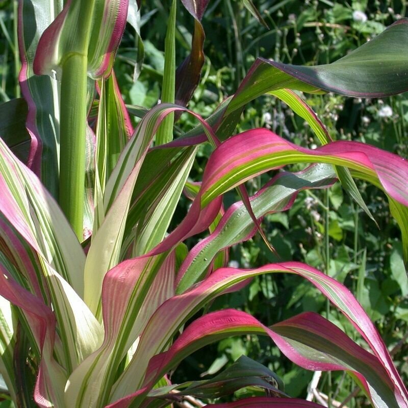 Кукуруза Филдс Оф Дримс (Поле Грез), сорт внешне очень декоративен, компактный и ветвистый, идеально подходит как центральный элемент контейнера или ландшафтной экспозиции, 5 семян