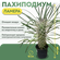 Комнатное растение цветок домашний Пахиподиум Ламер40редкое40)