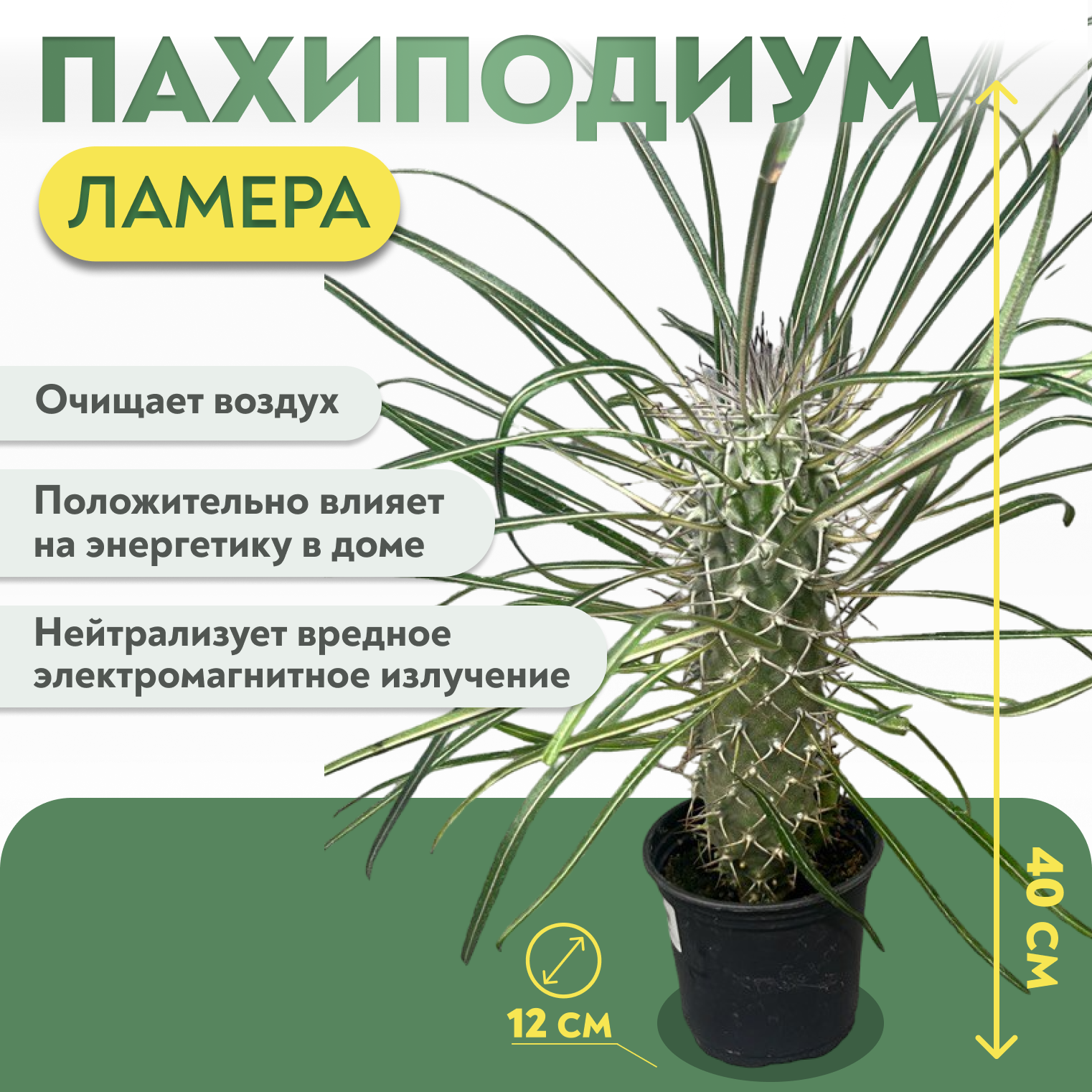 Комнатное растение цветок домашний Пахиподиум Ламер40редкое40)