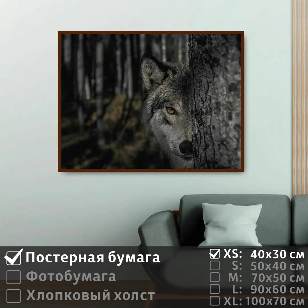 Постер на стену Взгляд Волка За Деревом В Темном Лесу 40х30 см ПолиЦентр