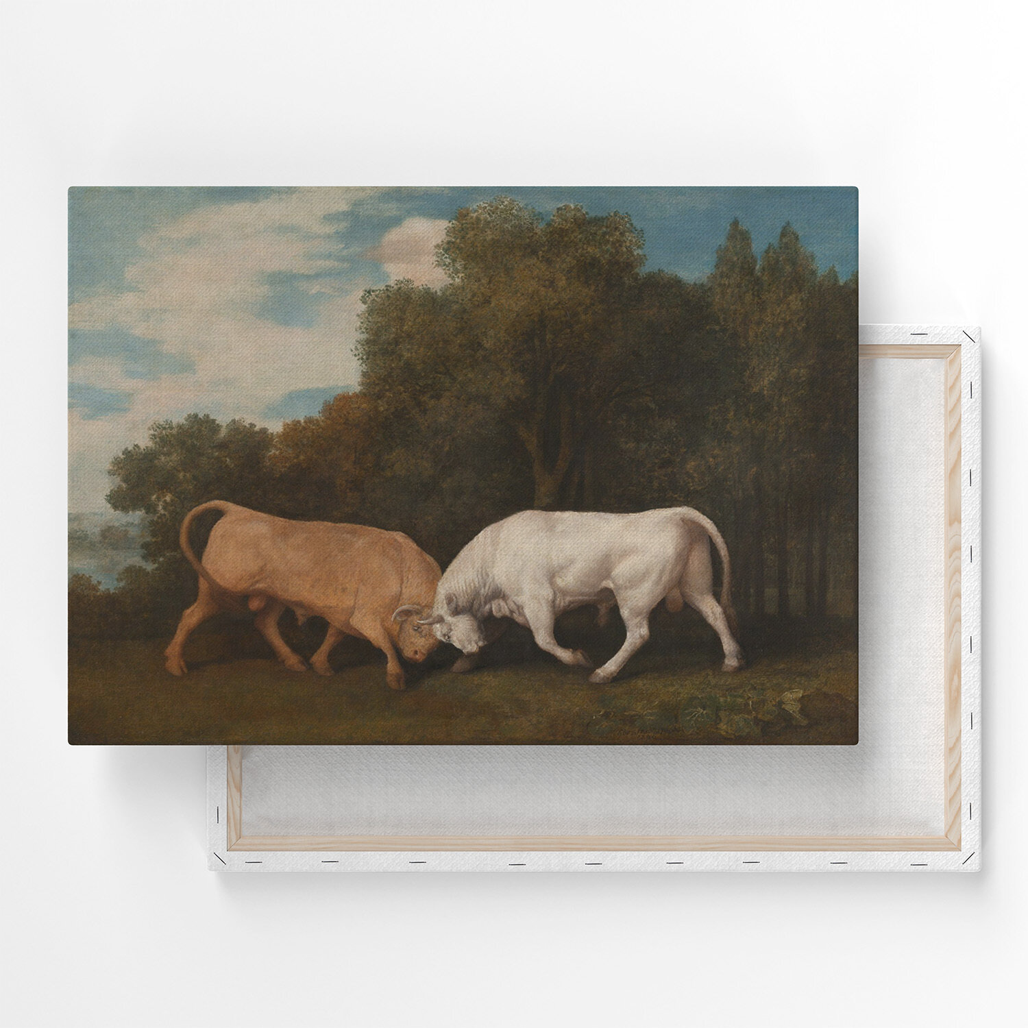 Картина на холсте, репродукция / Джордж Стаббс - Bulls Fighting / Размер 30 x 40 см