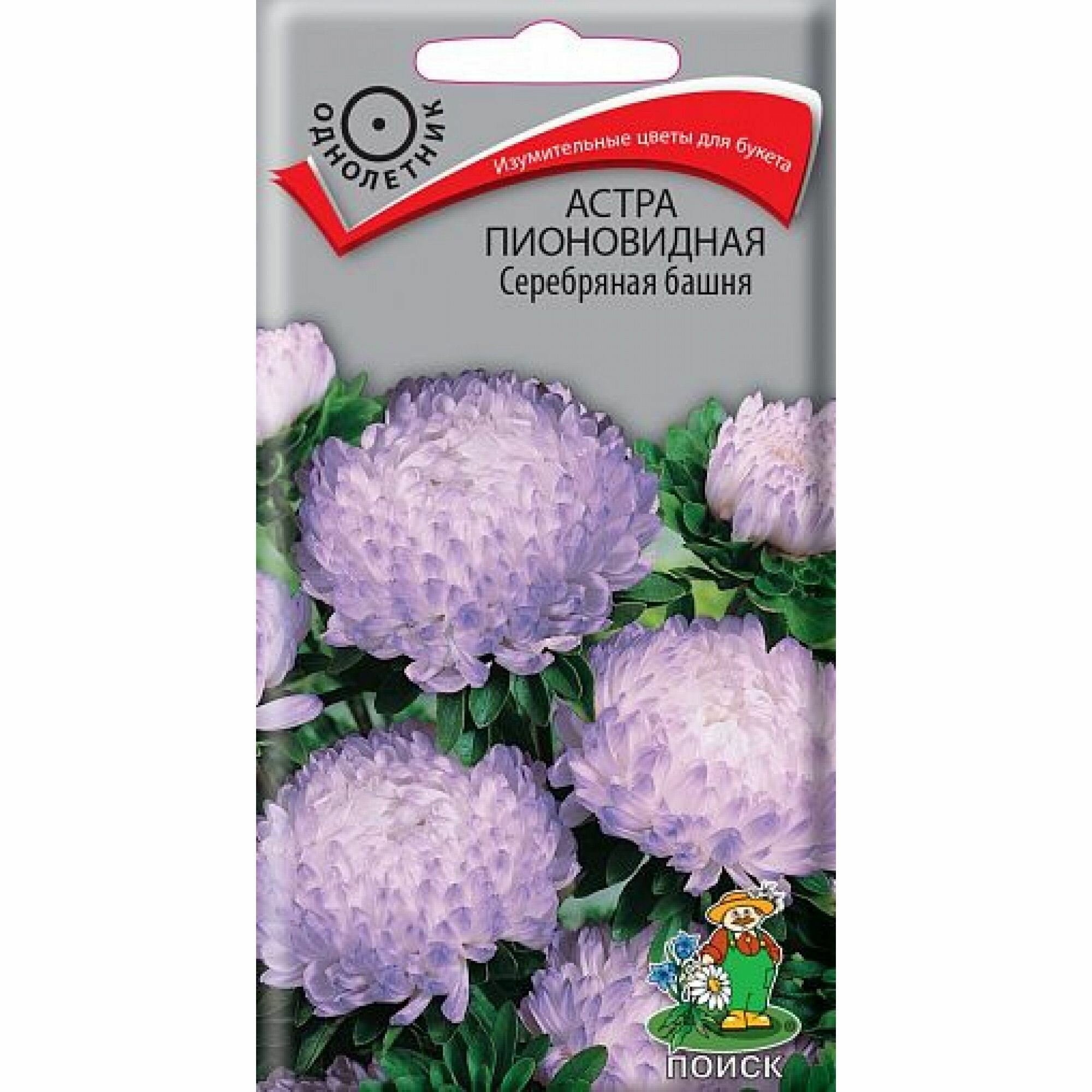 Астра пионовидная Серебряная башня