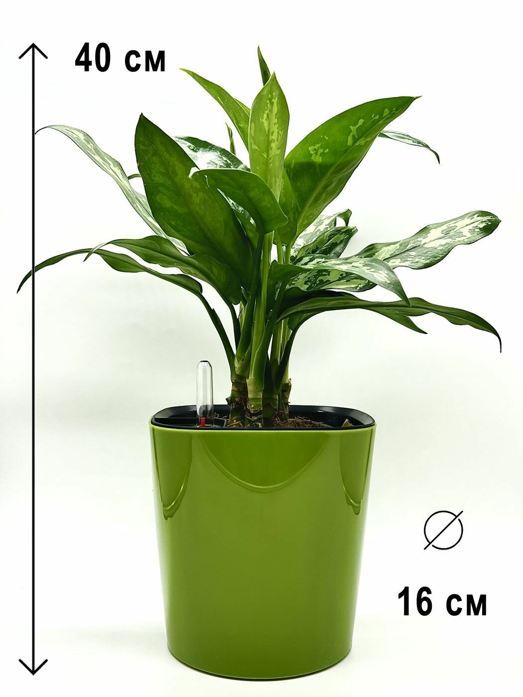 Аглаонема в зеленом пластиковом кашпо с автополивом, высота композиции 35-45 см