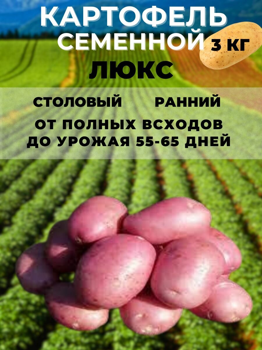 Картофель семенной