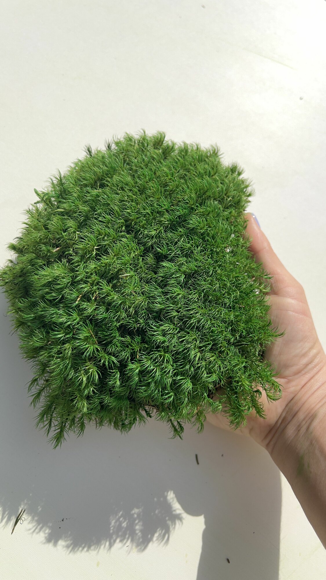 Мох лесная кочка стабилизированный 0.2 кв. м, стабилизированный мох