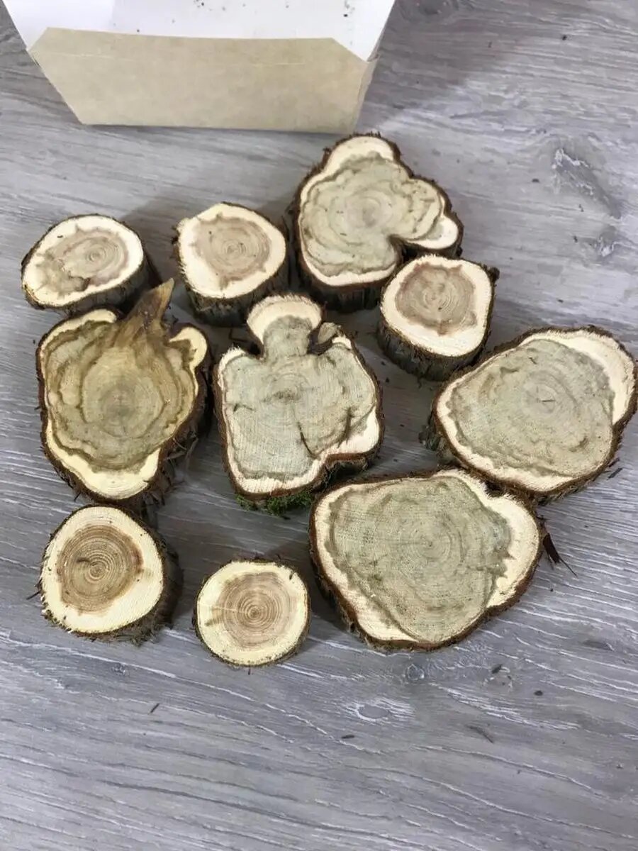 Спилы можжевельника (набор 10 шт)