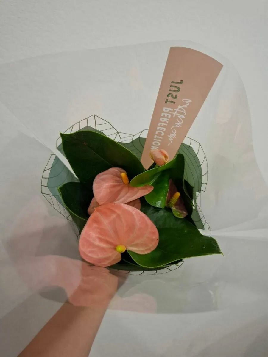 Антуриум Сюрприз растение живое в горшке