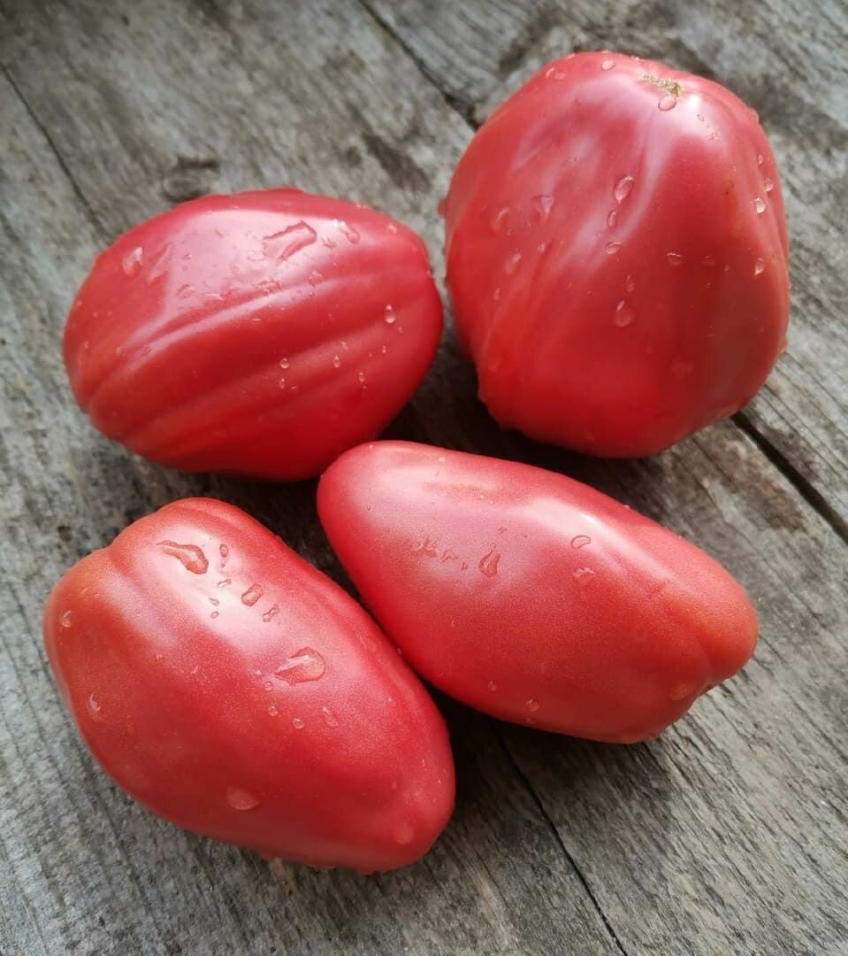 Коллекционные семена томата Египетский