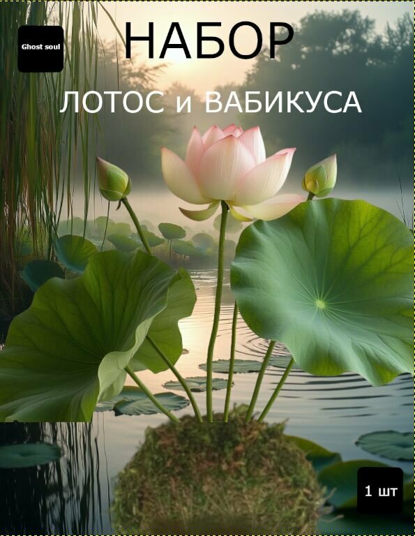 Набор для выращивания лотоса , ваби-куса1 шт и 3 шт семена лотоса