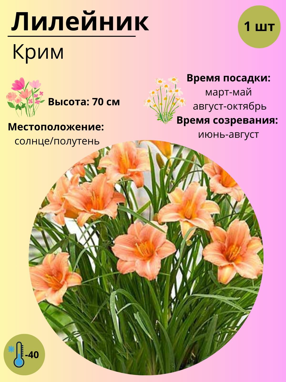 Лилейник Крим, многолетние цветы