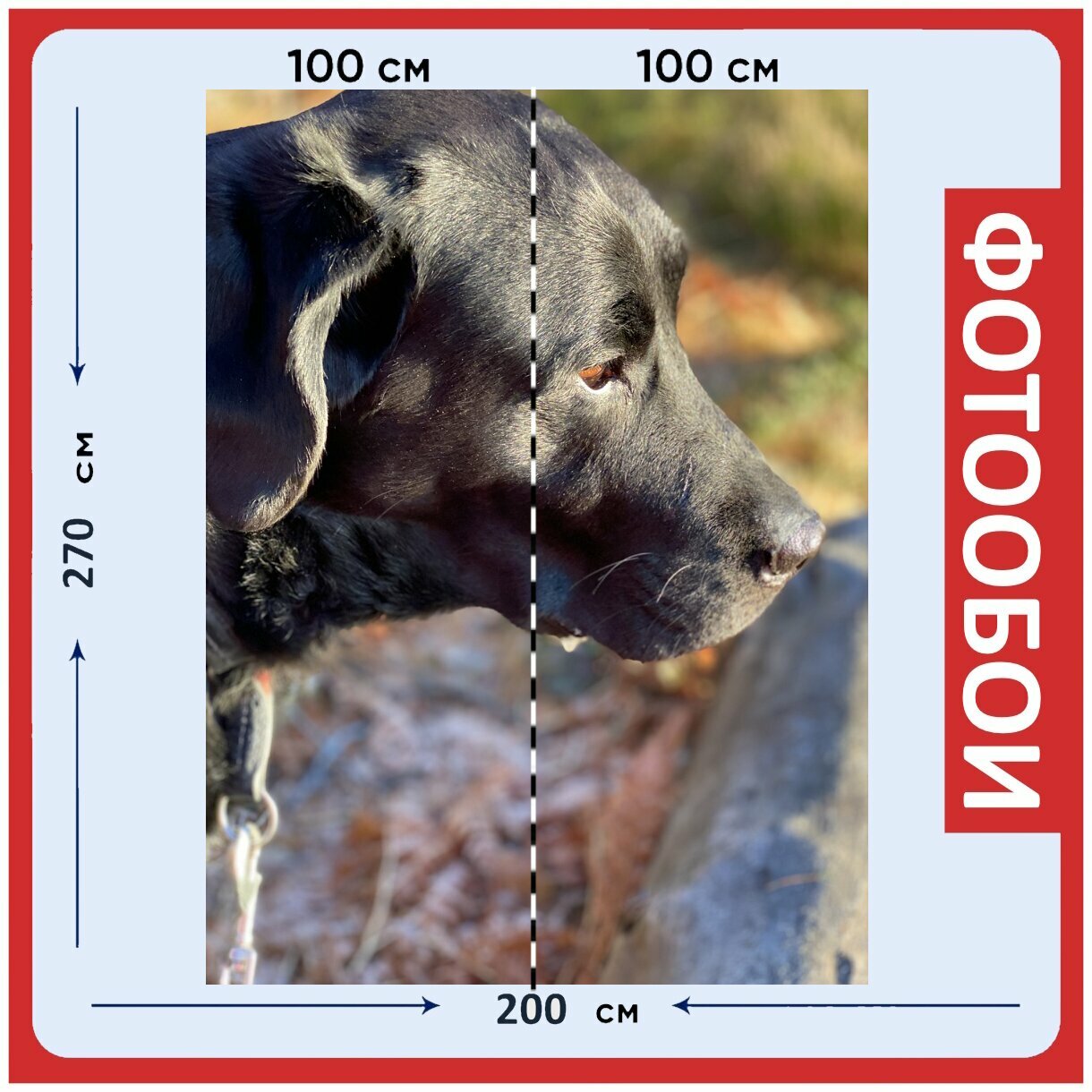 Фотообои "Лабрадор, собака, вид" 200x270 см. флизелиновыена стену