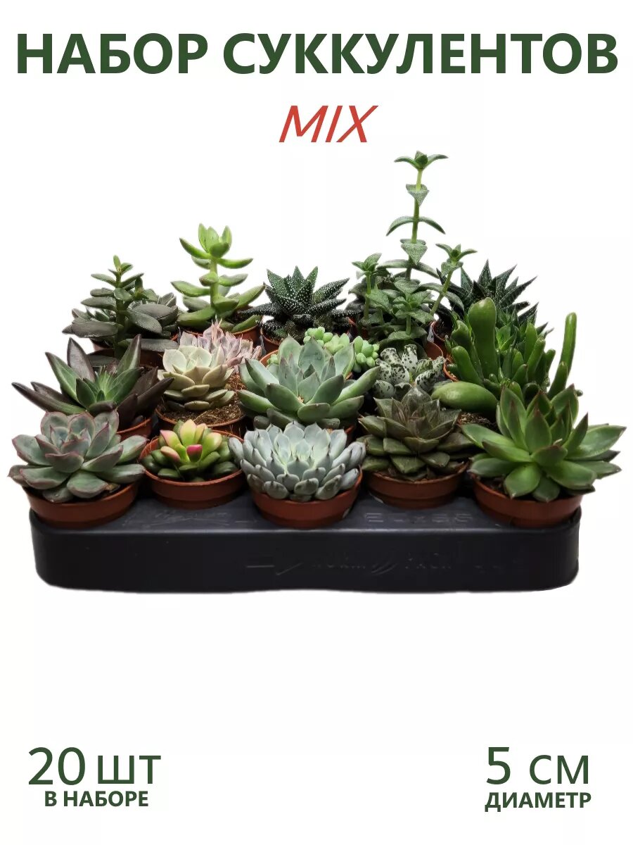Набор суккулентов живых из 20 штук, D-5
