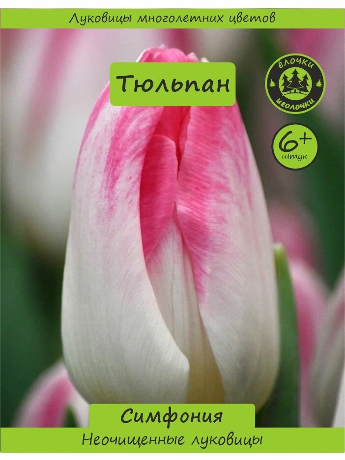 Тюльпан Луковица, Симфония, 6+ шт (Ёлочки иголочки)
