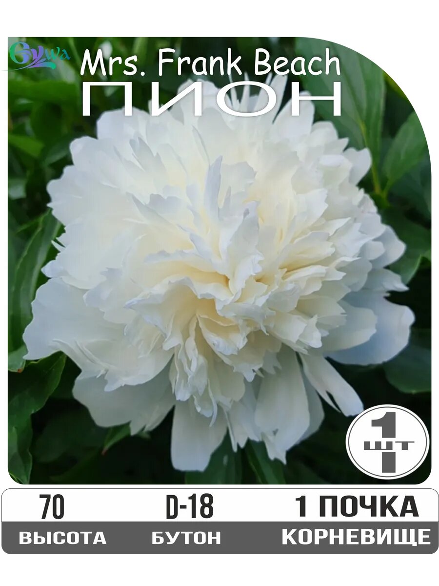 Пион Корневище, Миссис Фрэнк Бич, 1почка, морозостойкий, высота 70 см, белый