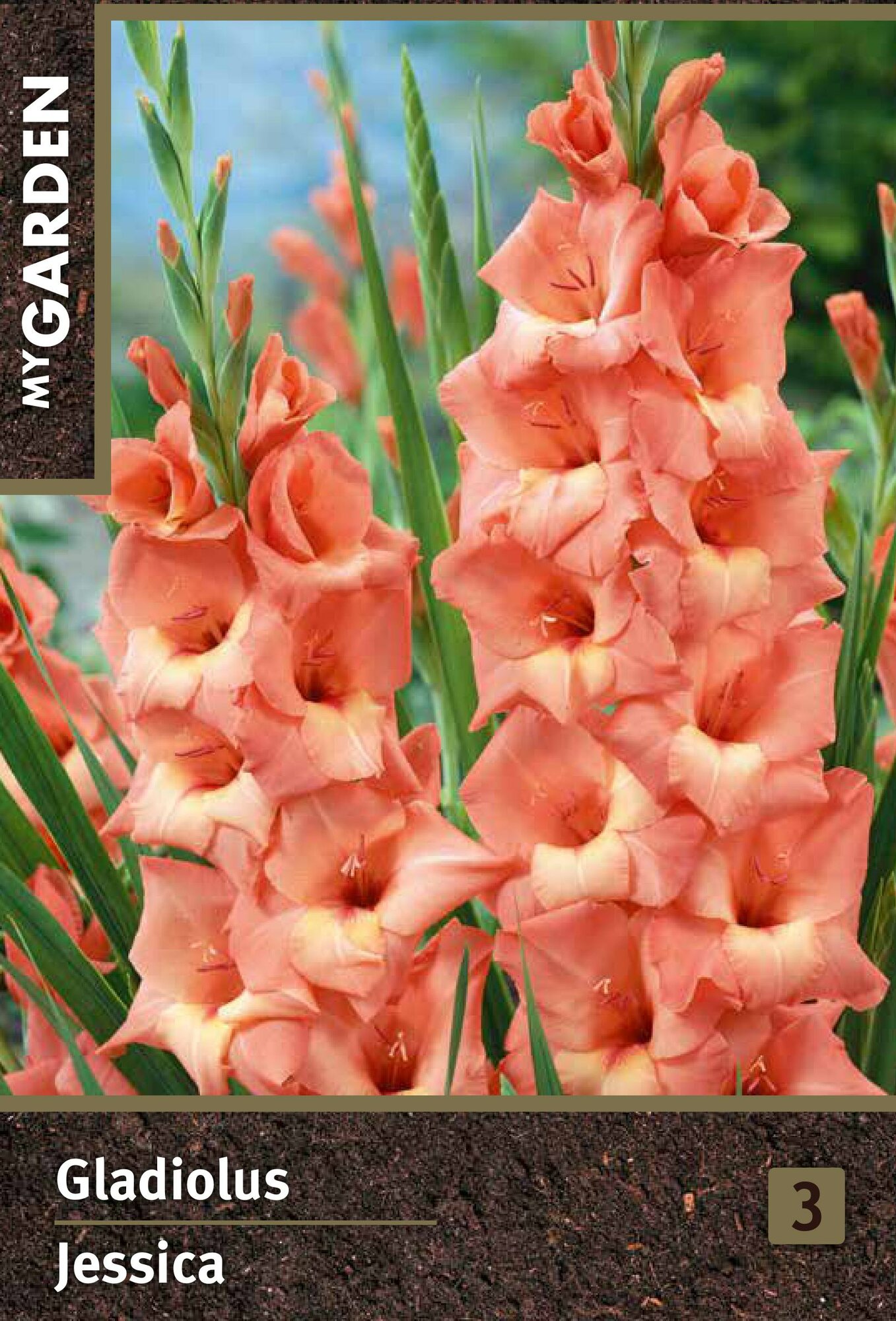 Гладиолус крупноцветковый Джессика
