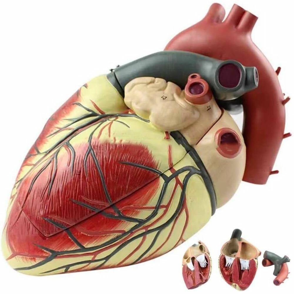 Анатомическая модель сердца с 4-кратным увеличением