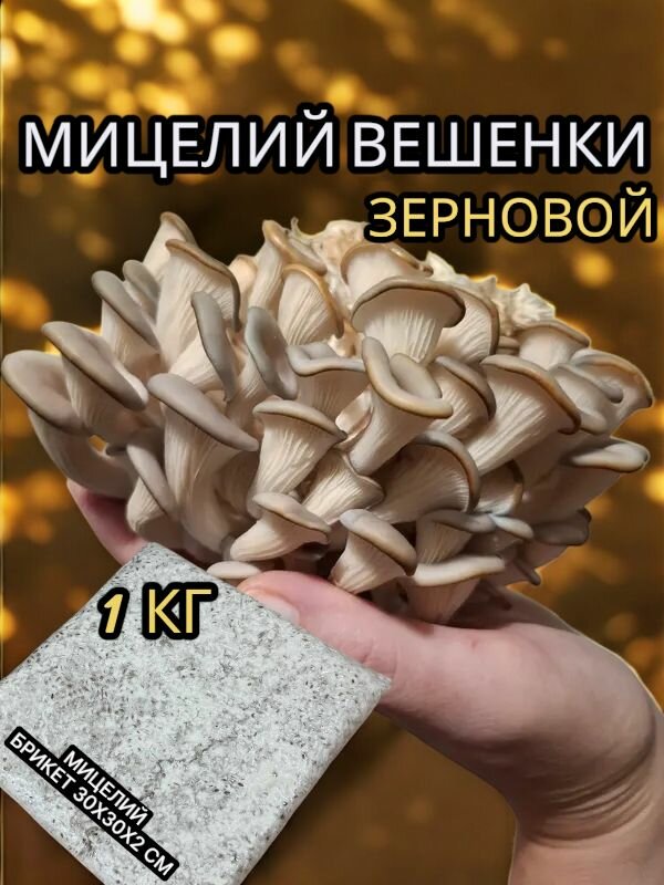 Мицелий Вешенки зерновой (штамм Р88) - 1 кг