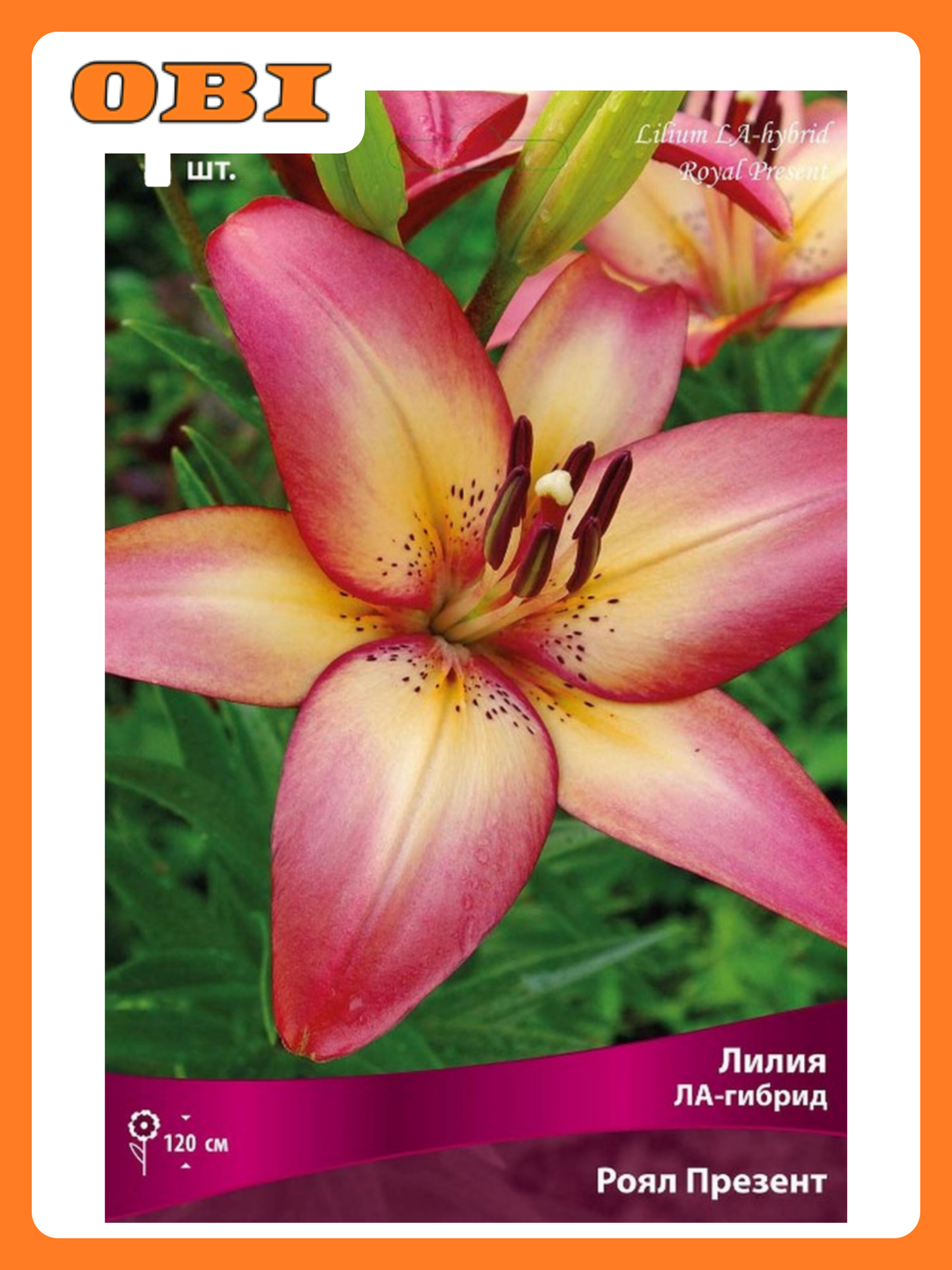 Луковица лилии поиск "Ройал Презент", ЛА-гибридная, многолетняя, розовая/желтая