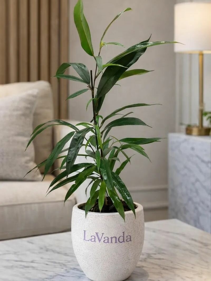 Фикус Али Ficus Alii живое комнатное растение для дома очистка воздуха неприхотливое