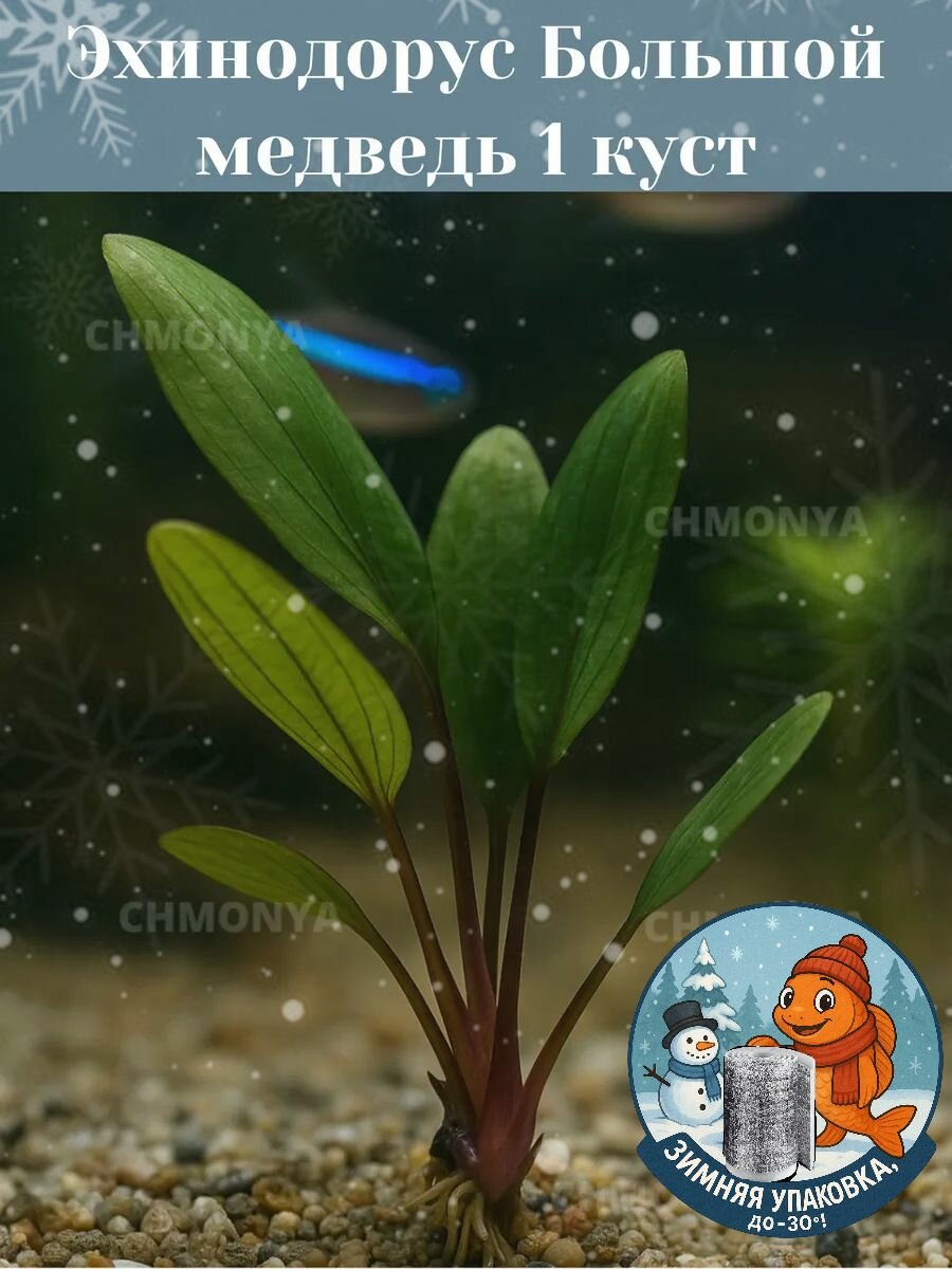 Аквариумное растение Эхинодорус Большой Медведь (Echinodorus Big bear) , живое аквариумное растение