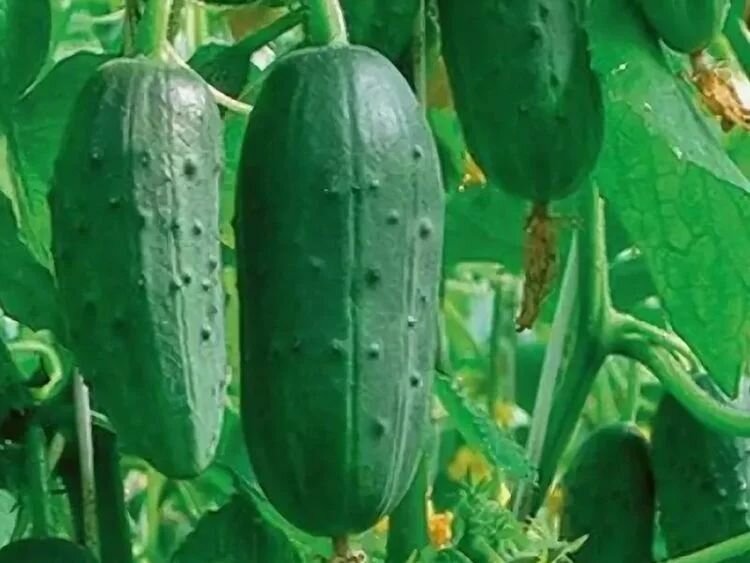 Коллекционные семена огурца F1 Охотный ряд