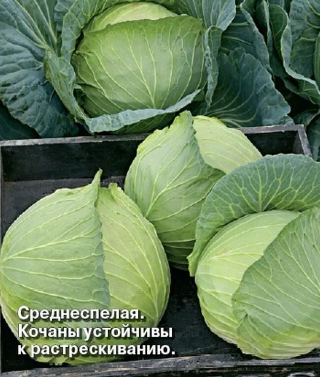 Коллекционные семена капусты б/к Тулуза