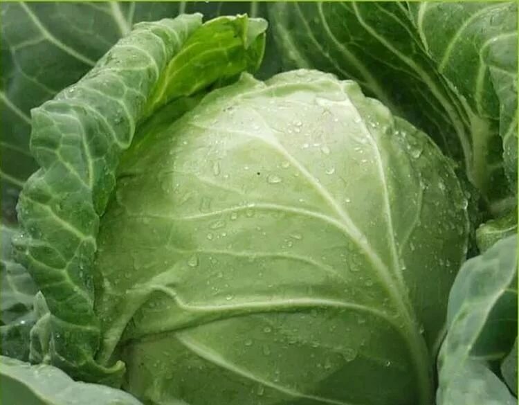 Коллекционные семена капусты б/к сибирский Гигант