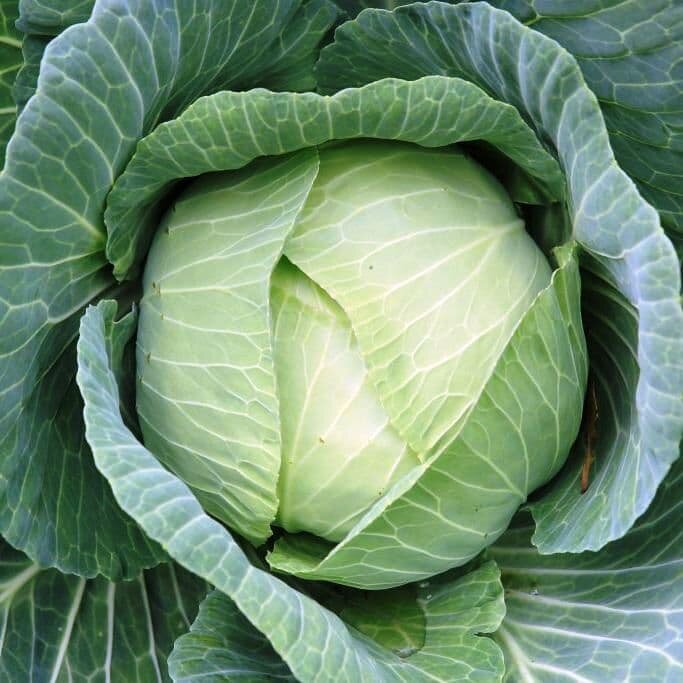 Капуста Белокочанная Подарок (0,5 гр.), Гавриш, Россия