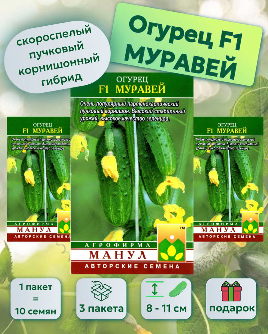 Семена огурцов Муравей F1, 3 пакета