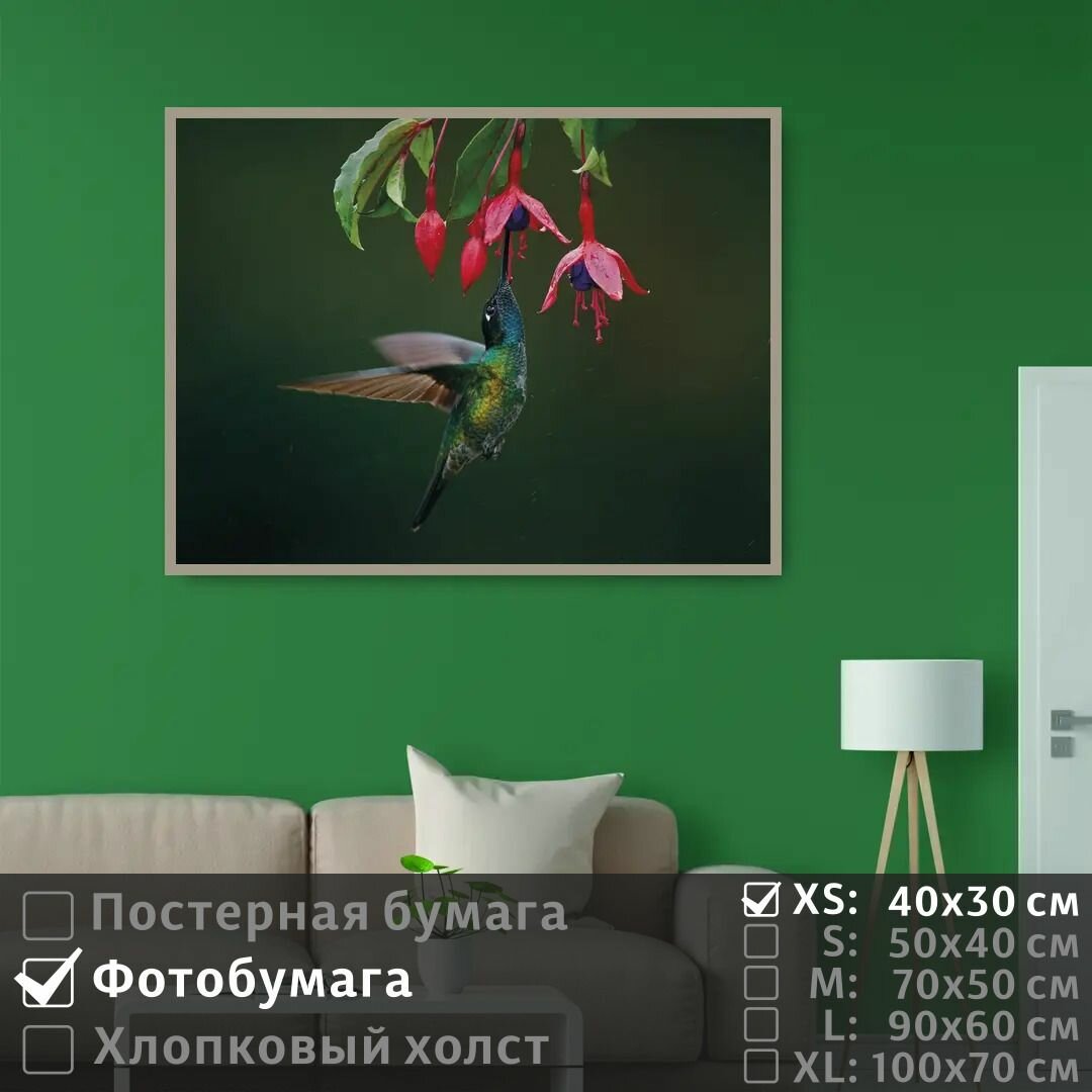 Постер на фотобумаге Колибри В Полете С Цветками Фуксии 40х30 см ПолиЦентр