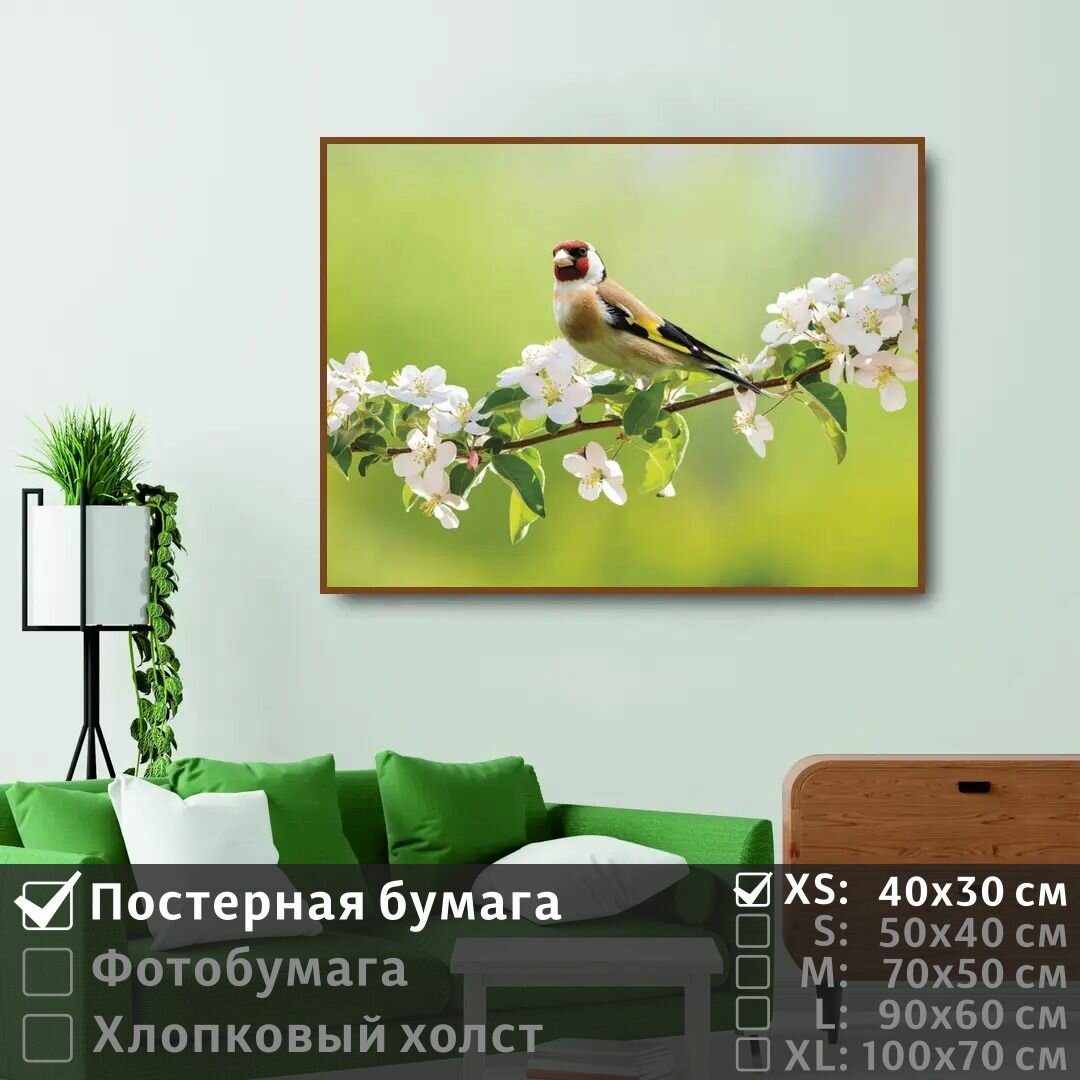 Постер на стену Птица Щегол Сидит На Ветке С Белыми Цветами 40х30 см ПолиЦентр