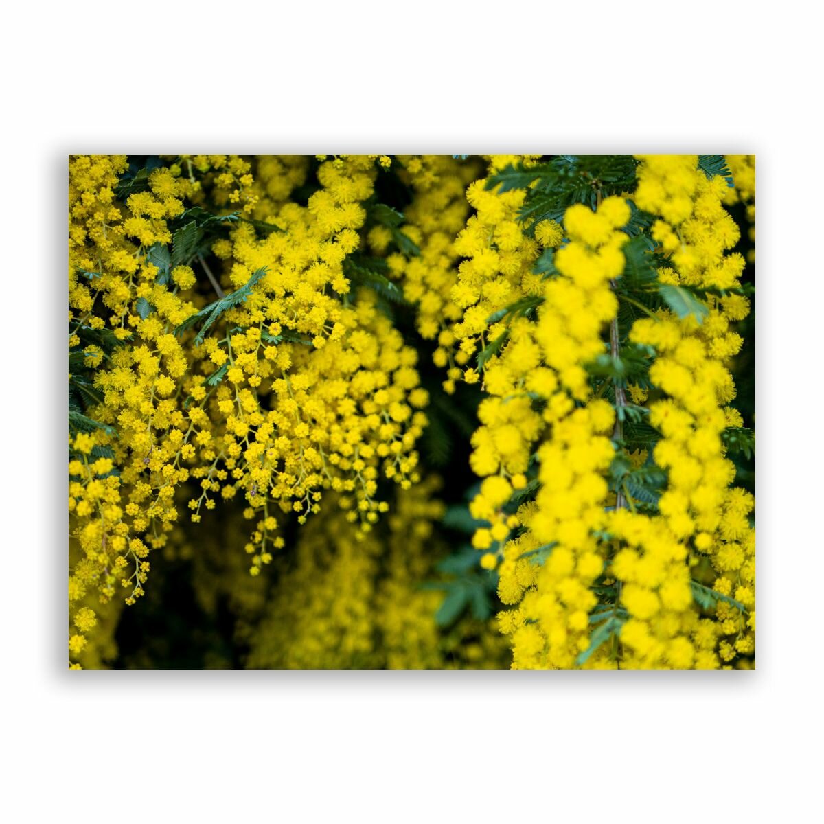 Постер цветы на бумаге / Мимоза / Размер 40 x 53 см