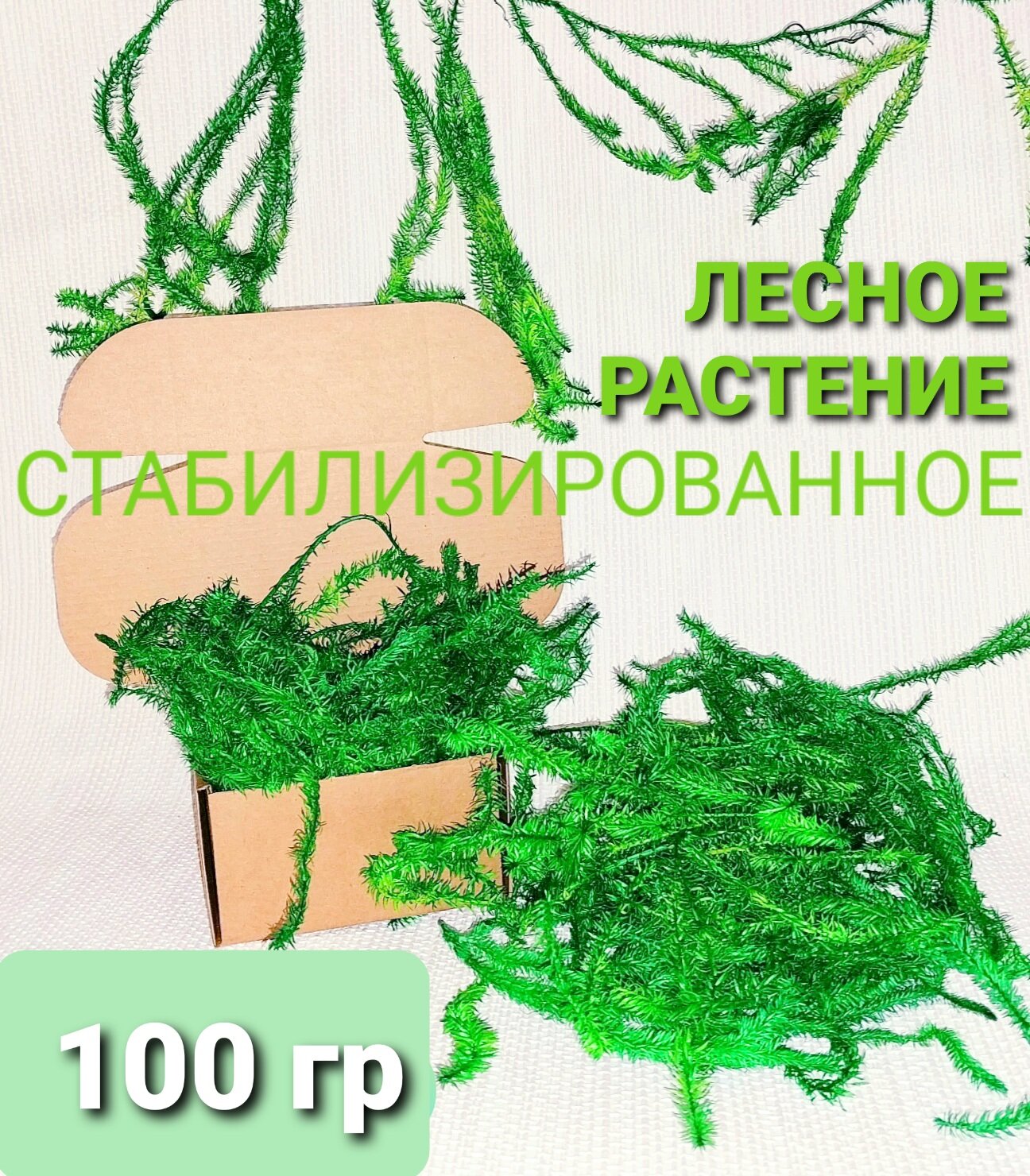 Стабилизированное лесное растение 100 гр Зеленого цвета