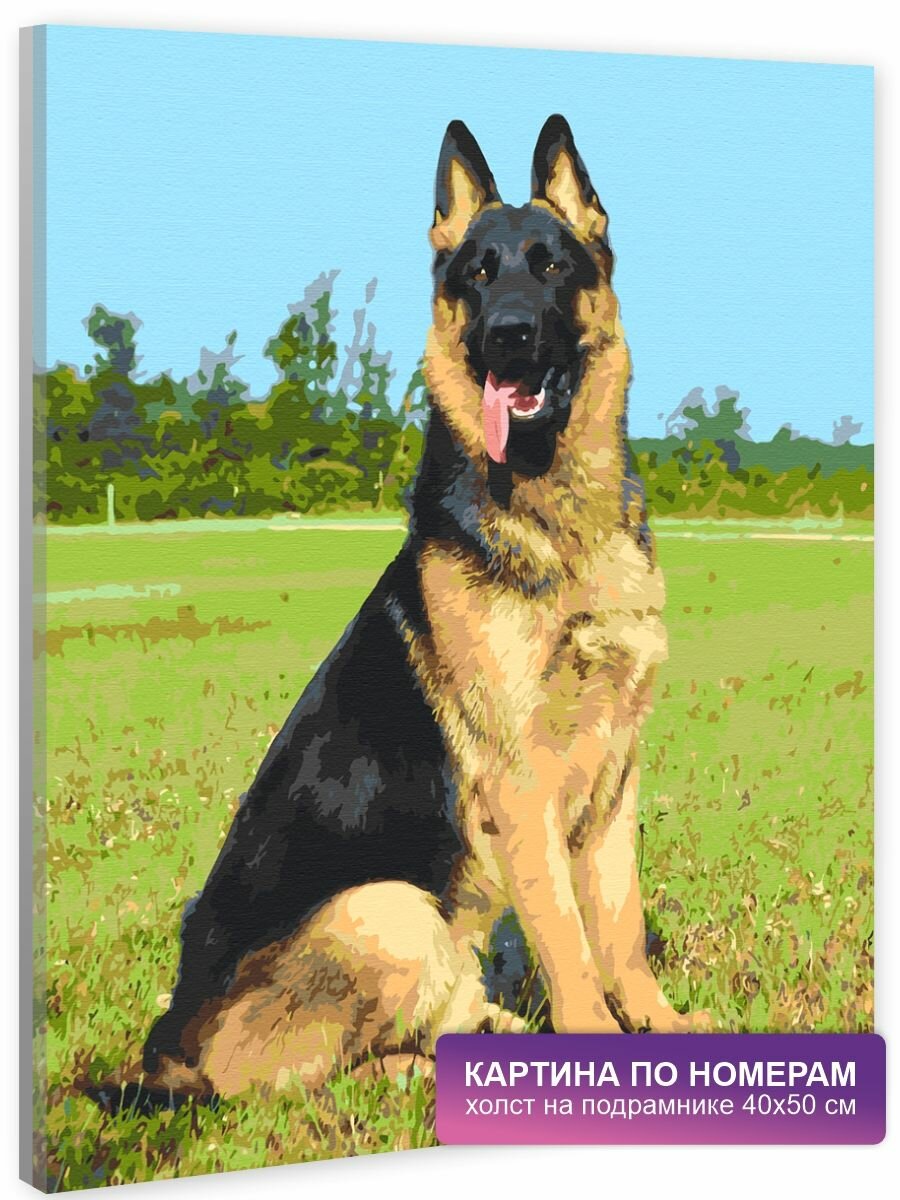 Картина по номерам на холсте с подрамником 40х50 см. Природа, животные, рыбы, птицы. Собаки, щенки. "Немецкая овчарка", арт. 4033/