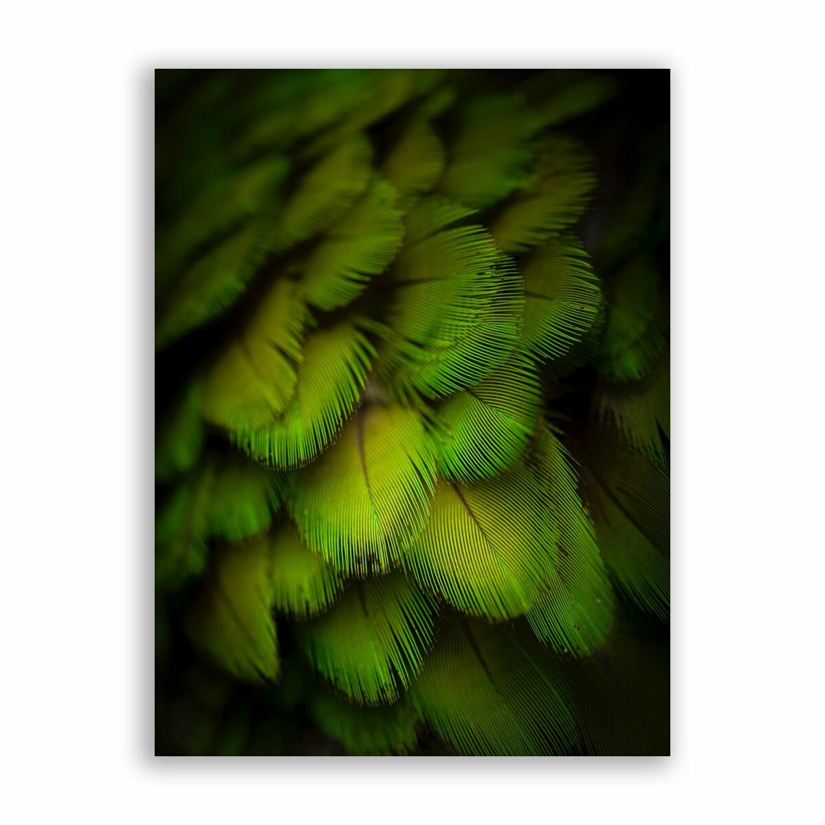 Постер, плакат на бумаге / Перо / Размер 40 x 53 см