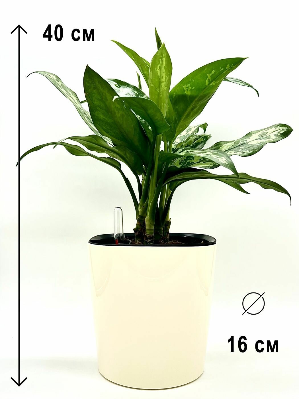 Аглаонема в кремовом пластиковом кашпо с автополивом, высота композиции 35-45 см