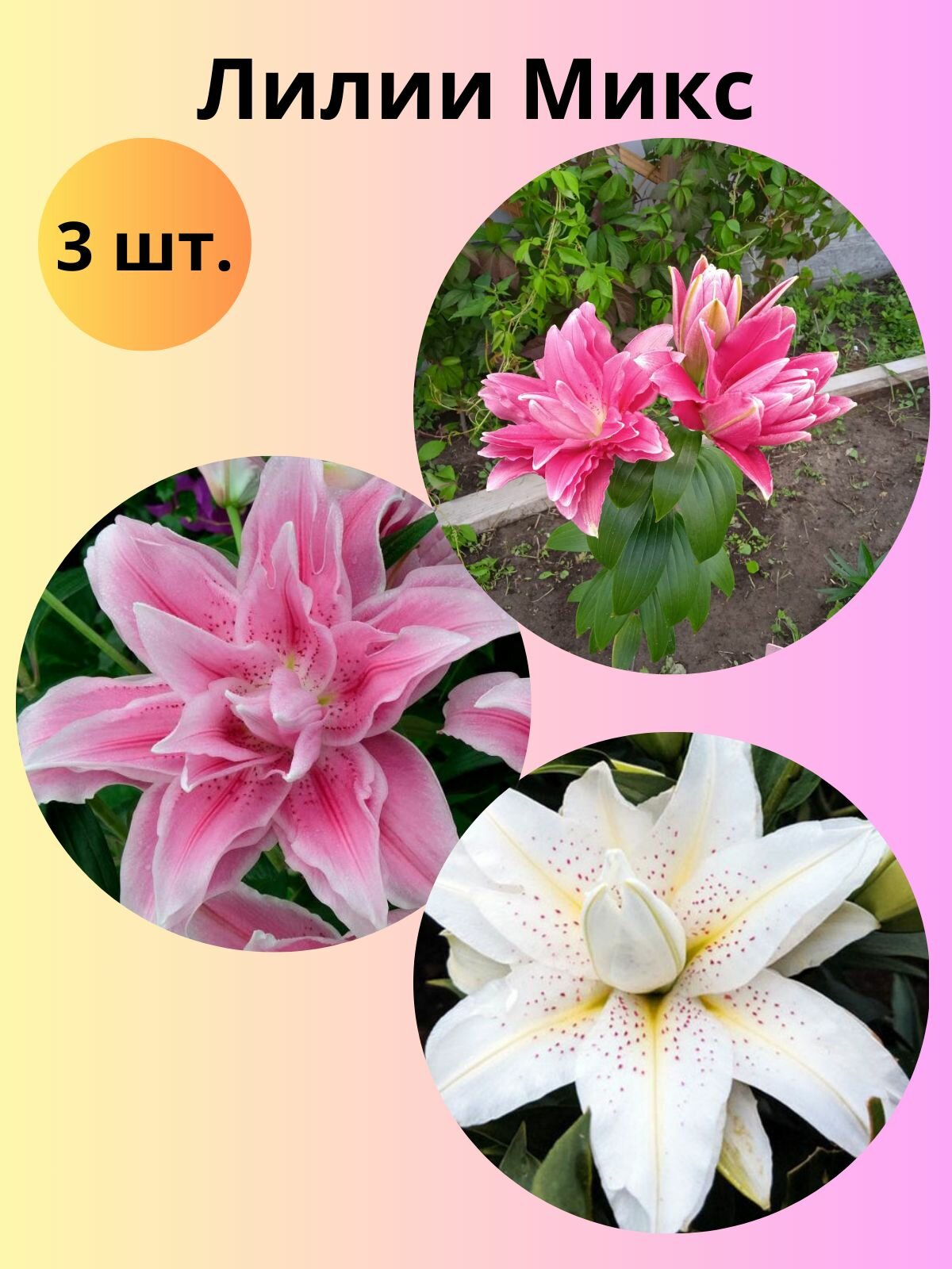 Лилии луковицы микс 3 штуки