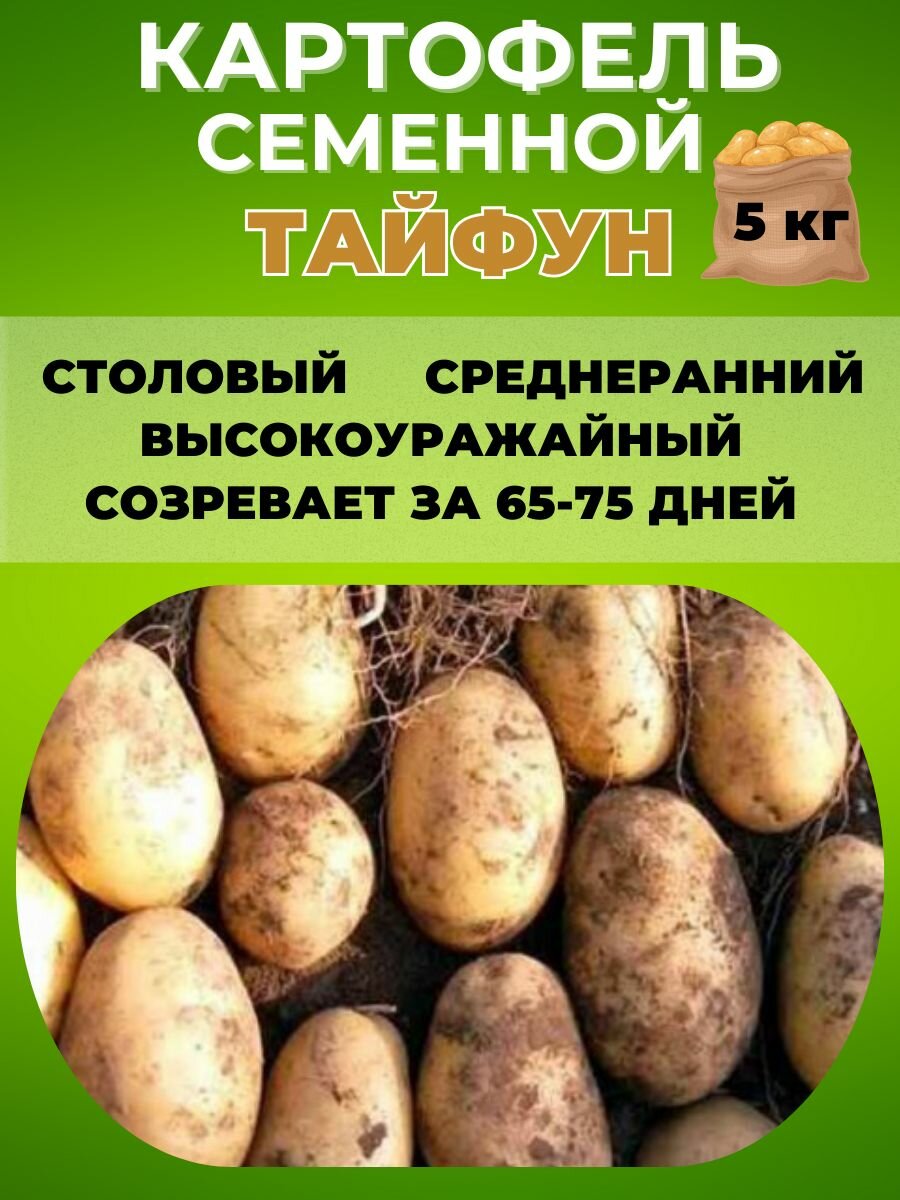 Картофель семенной, клубни на посадку 5кг