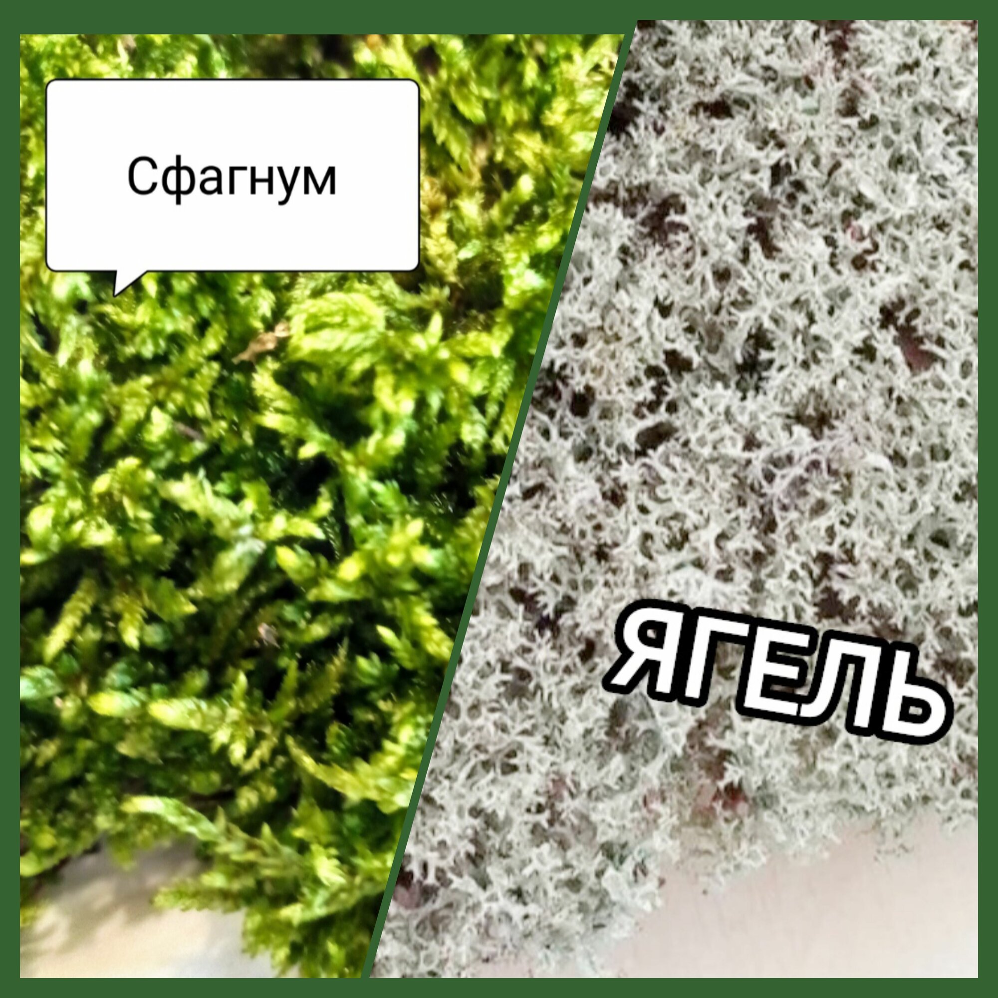 2 вида мха. Ягель + сфагнум. Натуральный. Лесной.
