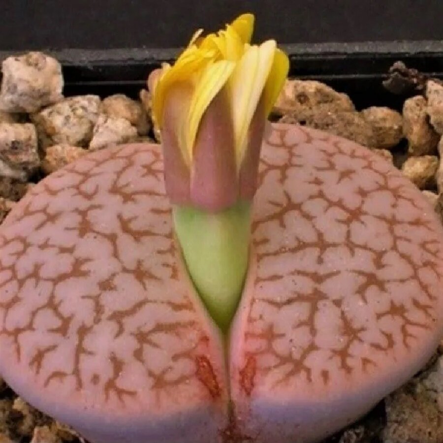 Семена Деодар Lithops Pseudotruncatella mix 10 шт.