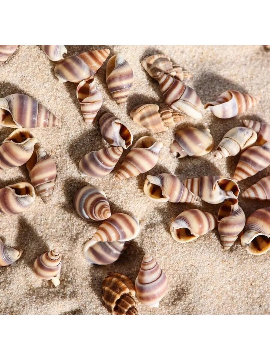 Эстетичный набор морских ракушек для декора