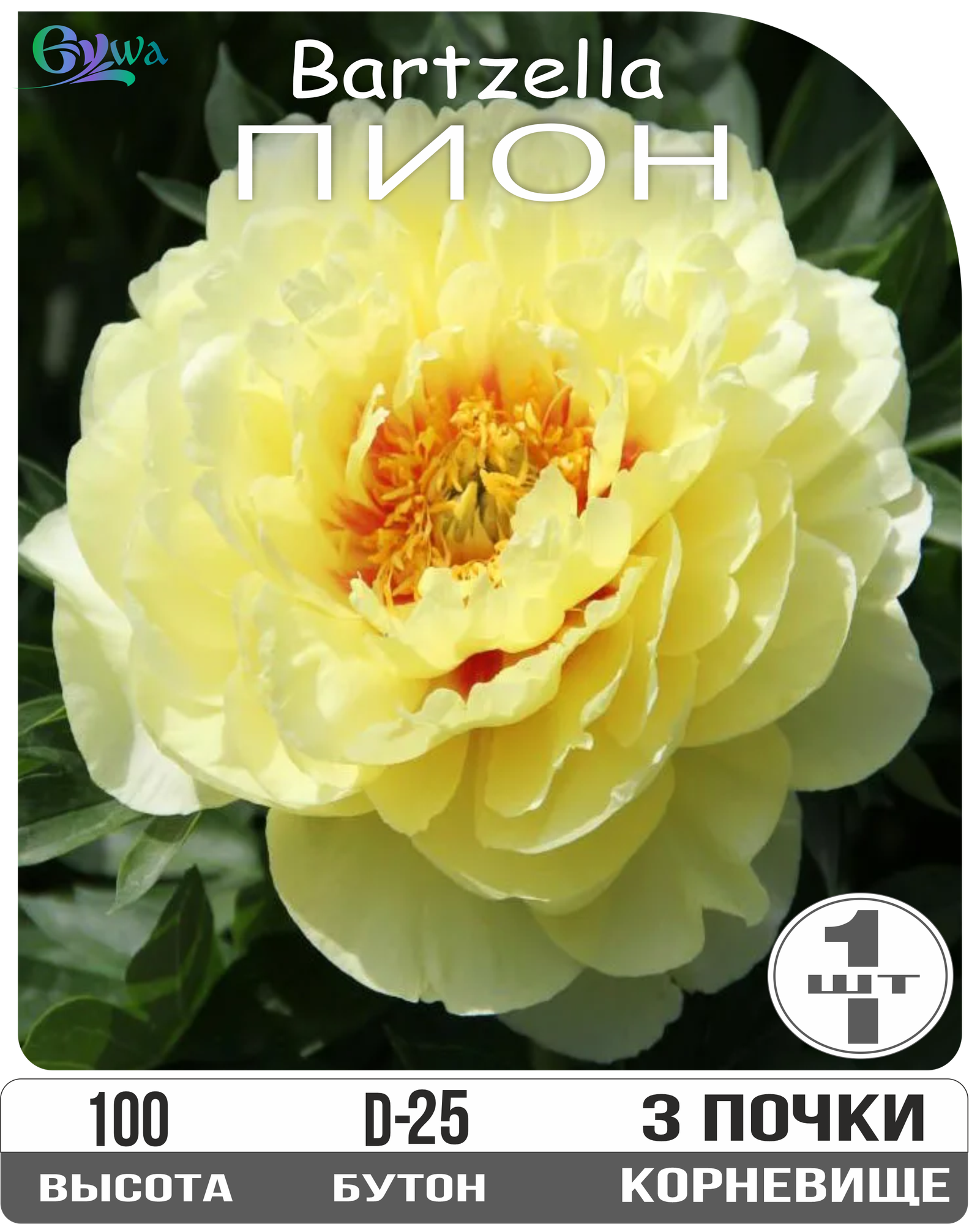 Пион Корневище, Бартзелла, 3 почки, многолетник, высота 110 см, желтый