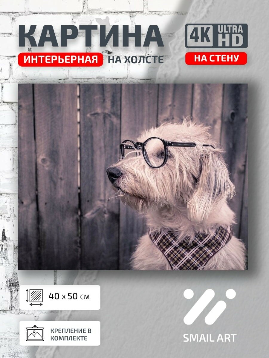Картина на холсте интерьерная 40 на 50 на стену Собака Смешная для офиса атмосфера