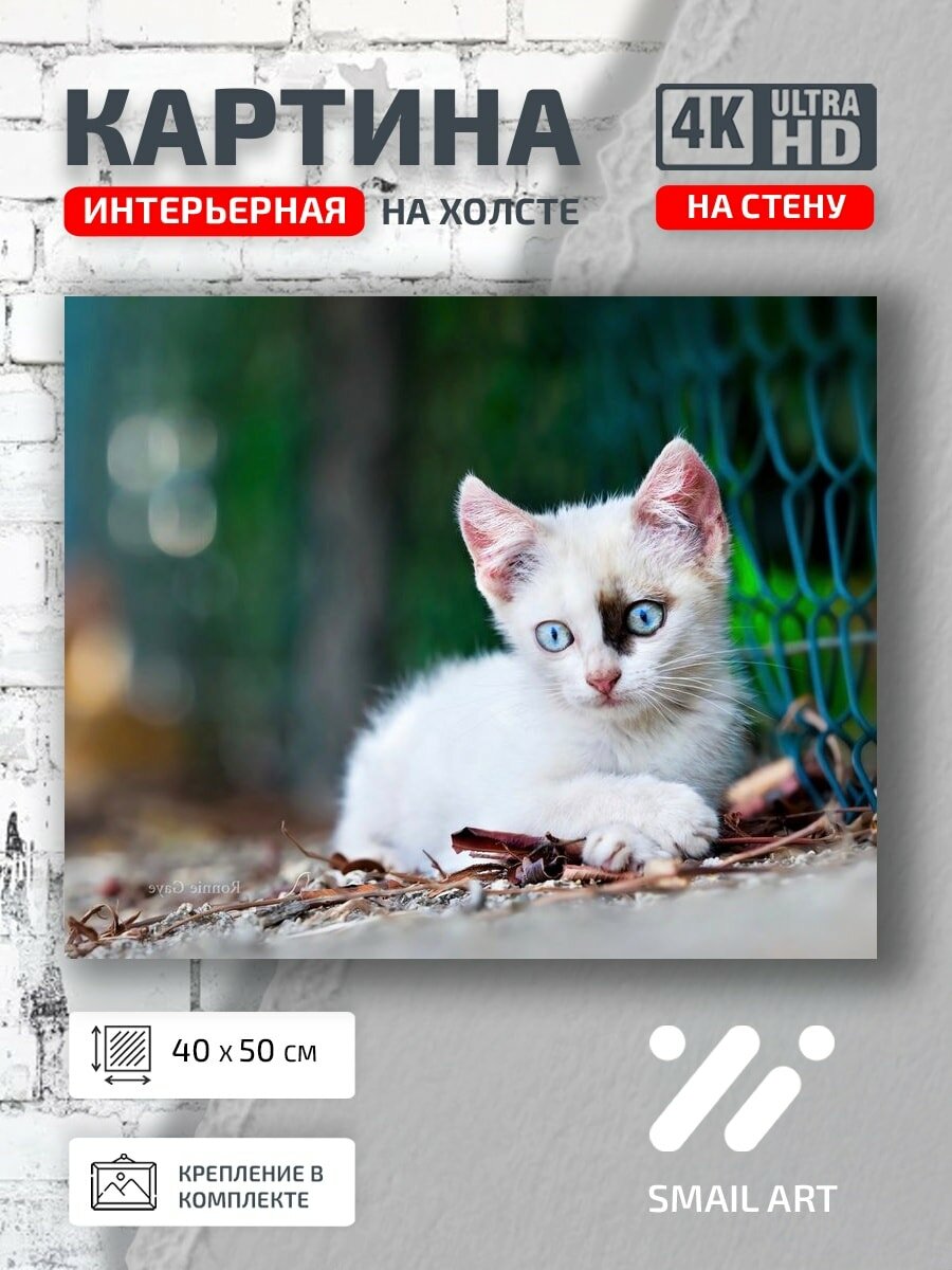 Картина на холсте интерьерная 40 на 50 на стену Животные Котенок для студии атмосфера